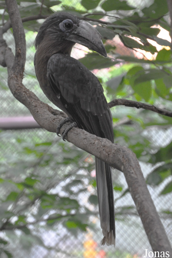Les Zoos dans le Monde - Dusit Zoo