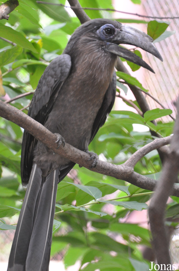Les Zoos dans le Monde - Dusit Zoo