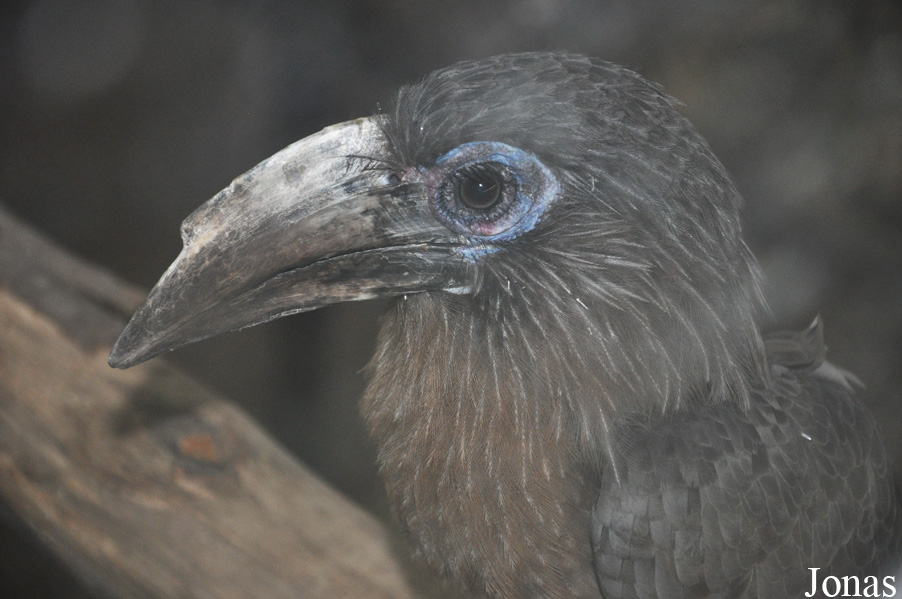 Les Zoos dans le Monde - Dusit Zoo