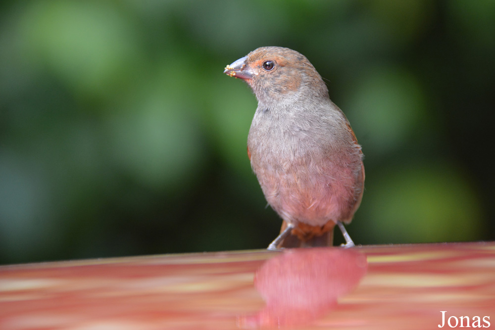 Les Zoos dans le Monde - Journal des mises à jour