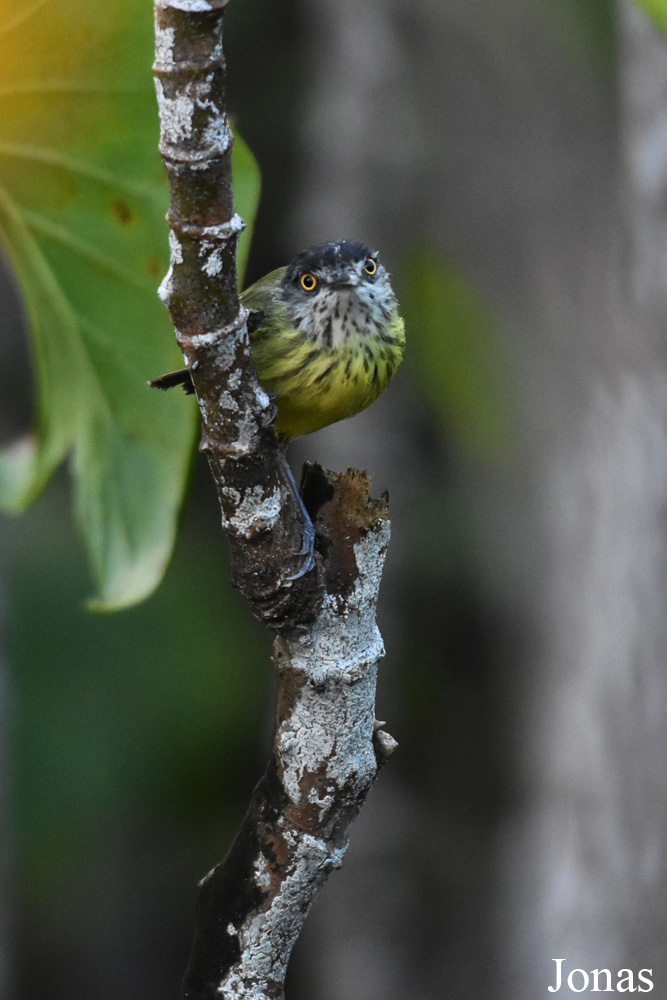 Grand Pripris de Yiyi